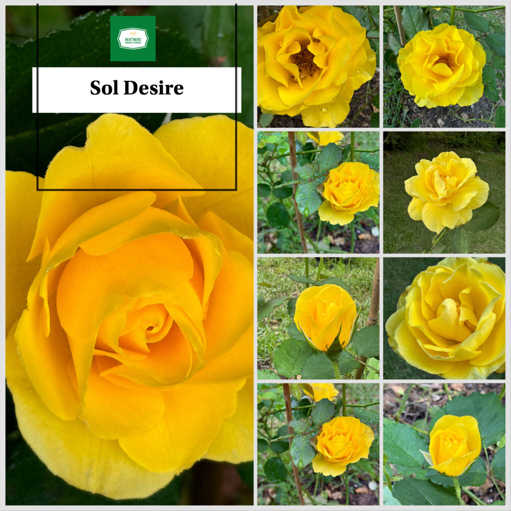 Top 10 Most Beautiful Rose Varieties for Your Garden – Heather's Garden ...